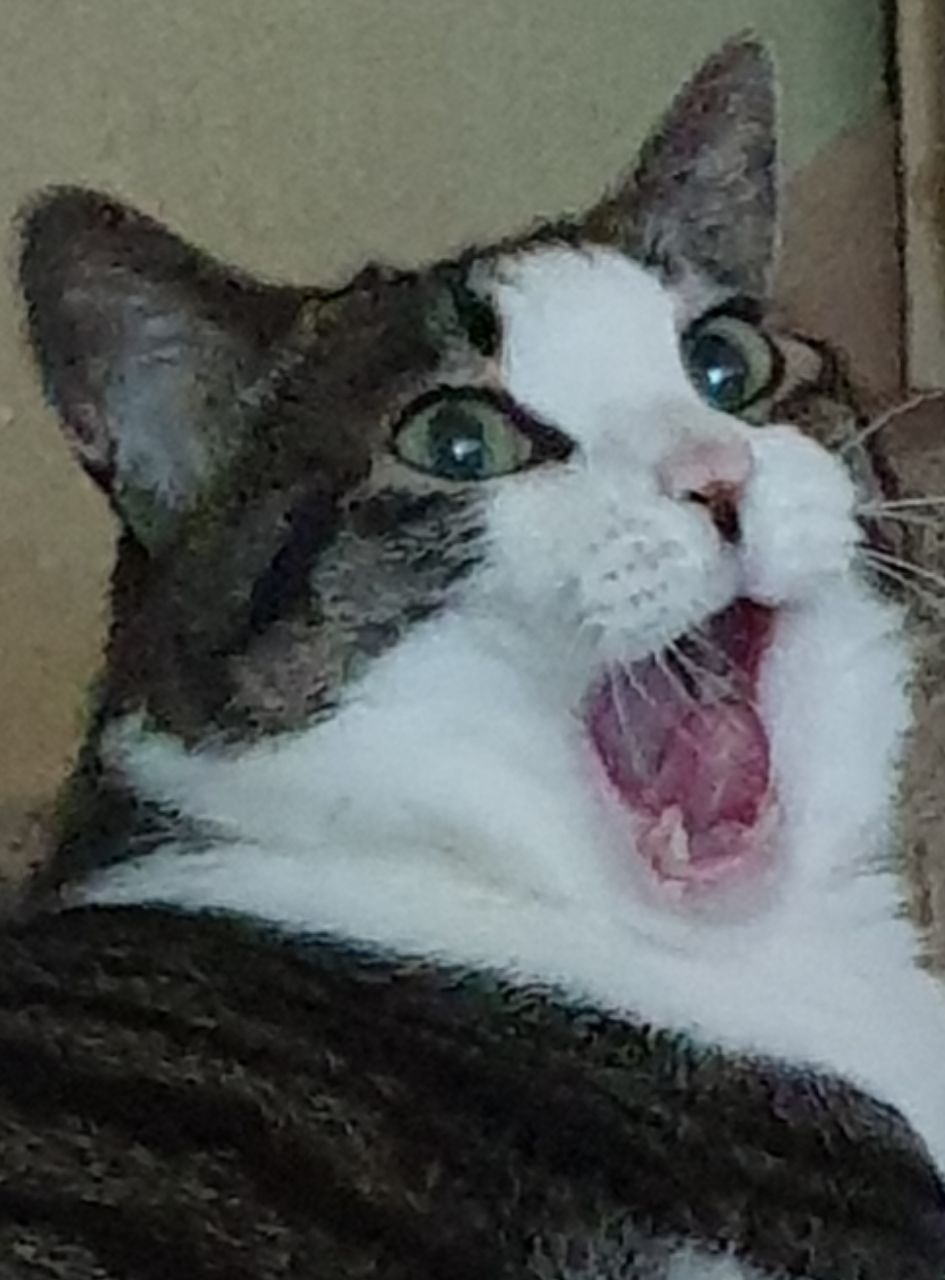 @ 가차 기만글 ㅈ같아서 지름 | (백업)유머 게시판(2018-2020)