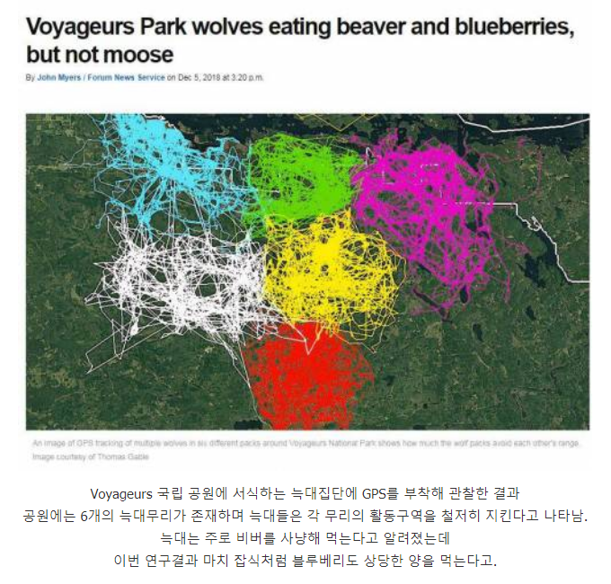 개가 육식동물인줄 아는사람들이 처음 당황하는 상황 . SSUL | (백업)유머 게시판(2018-2020)