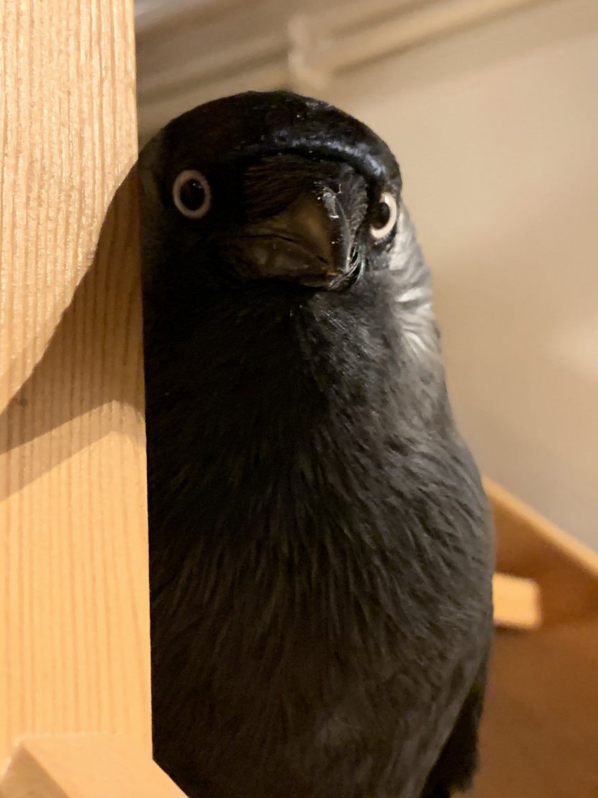 야외 텐트 섹1스 후기류 甲.gif | 유머 게시판