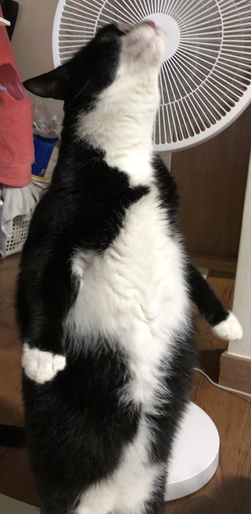 당신 고양이 뚱쭝해요 | 유머 게시판 | RULIWEB