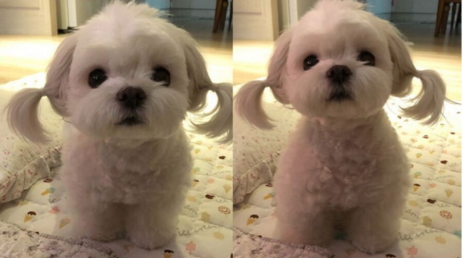 설탕뿌린 도너츠.jpg | 유머 게시판