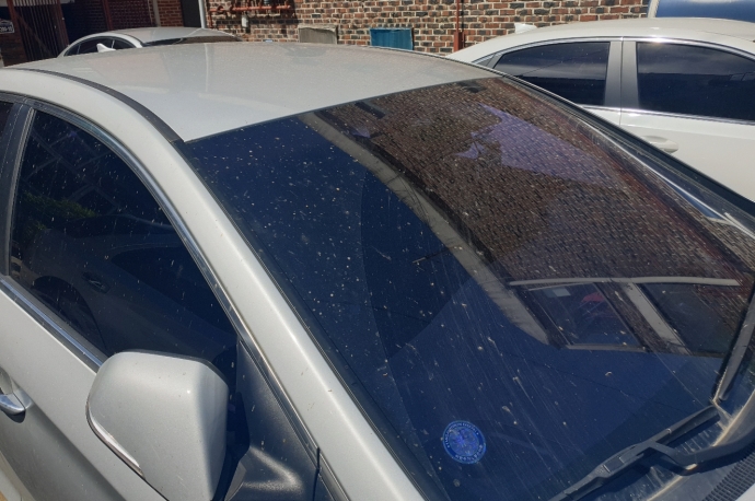 꿀벌들에게 자동차를 테러당한 호주 사람 ㄷㄷㄷㄷ | 유머 게시판