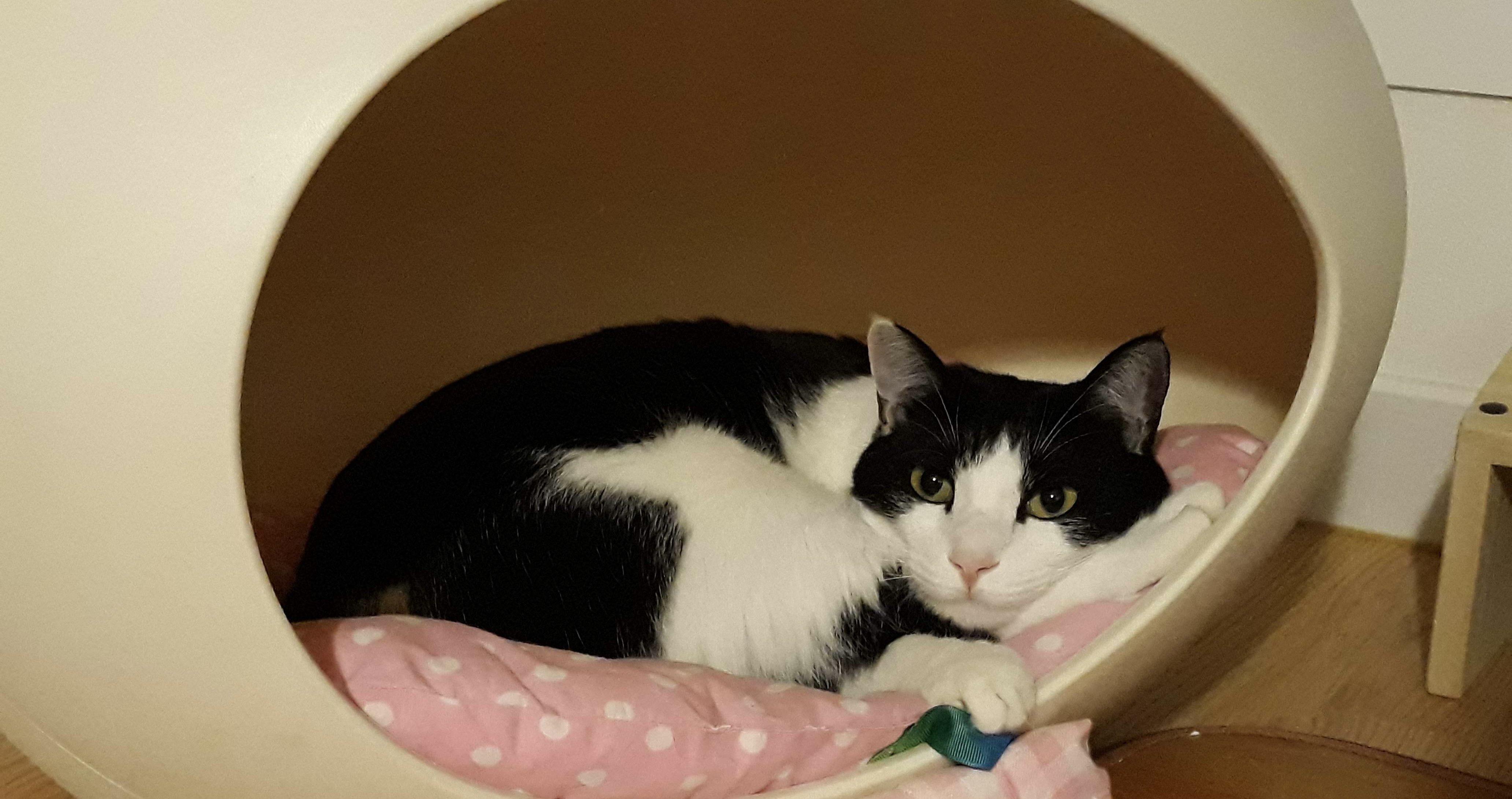 모든 강아지들 표정 특.jpg | 유머 게시판