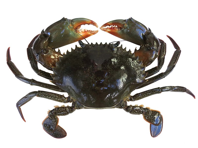 버튜버) 소련여자 근황 | 유머 게시판 | RULIWEB