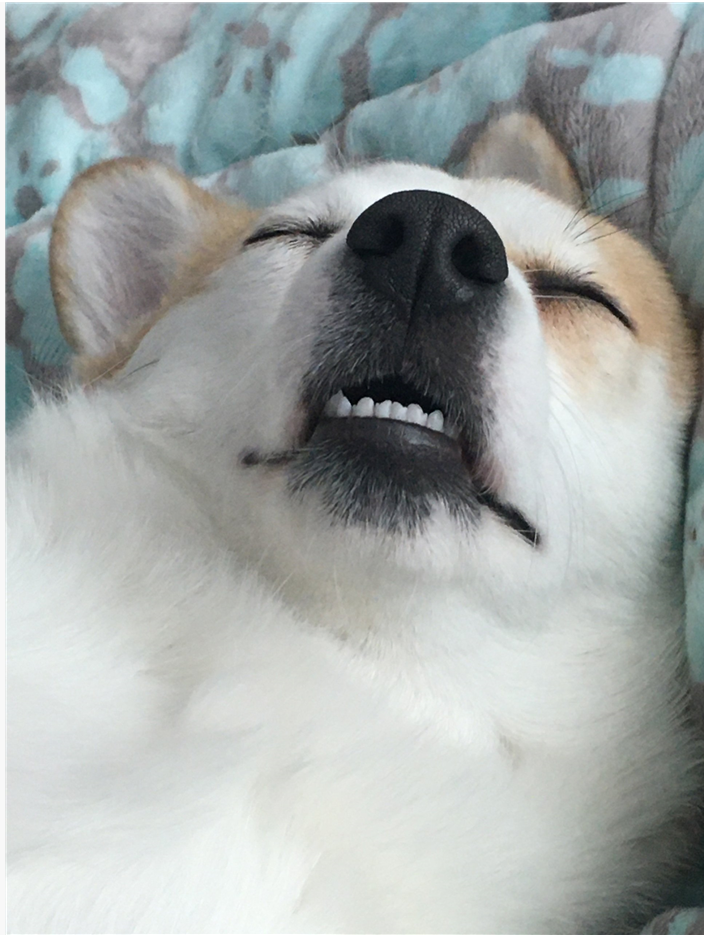 토노와 개) pv | 애니메이션 정보 | RULIWEB