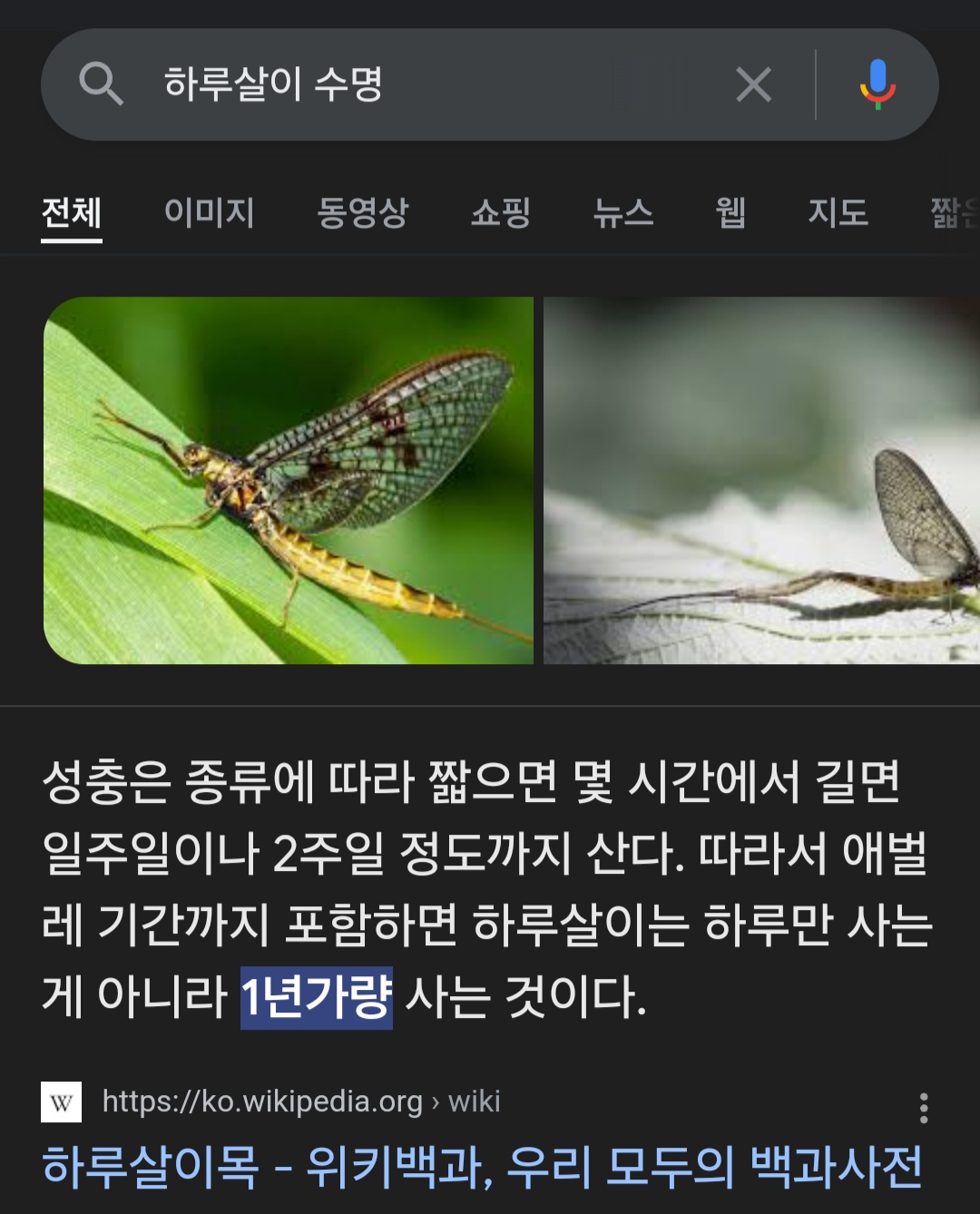 Kv) 중국의 매콤댓글 | 유머 게시판 | RULIWEB