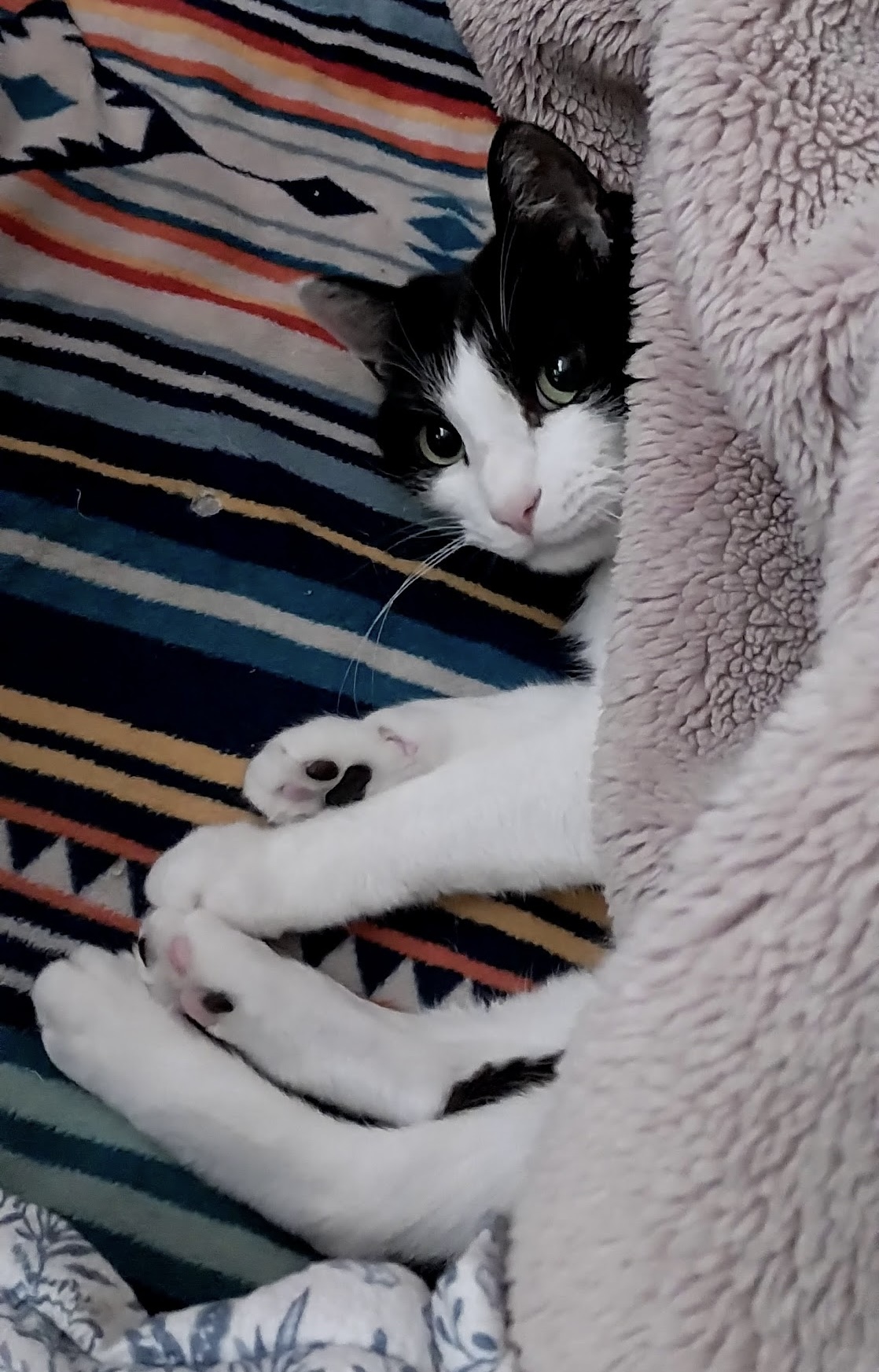 새 여동생이 생기는 만화