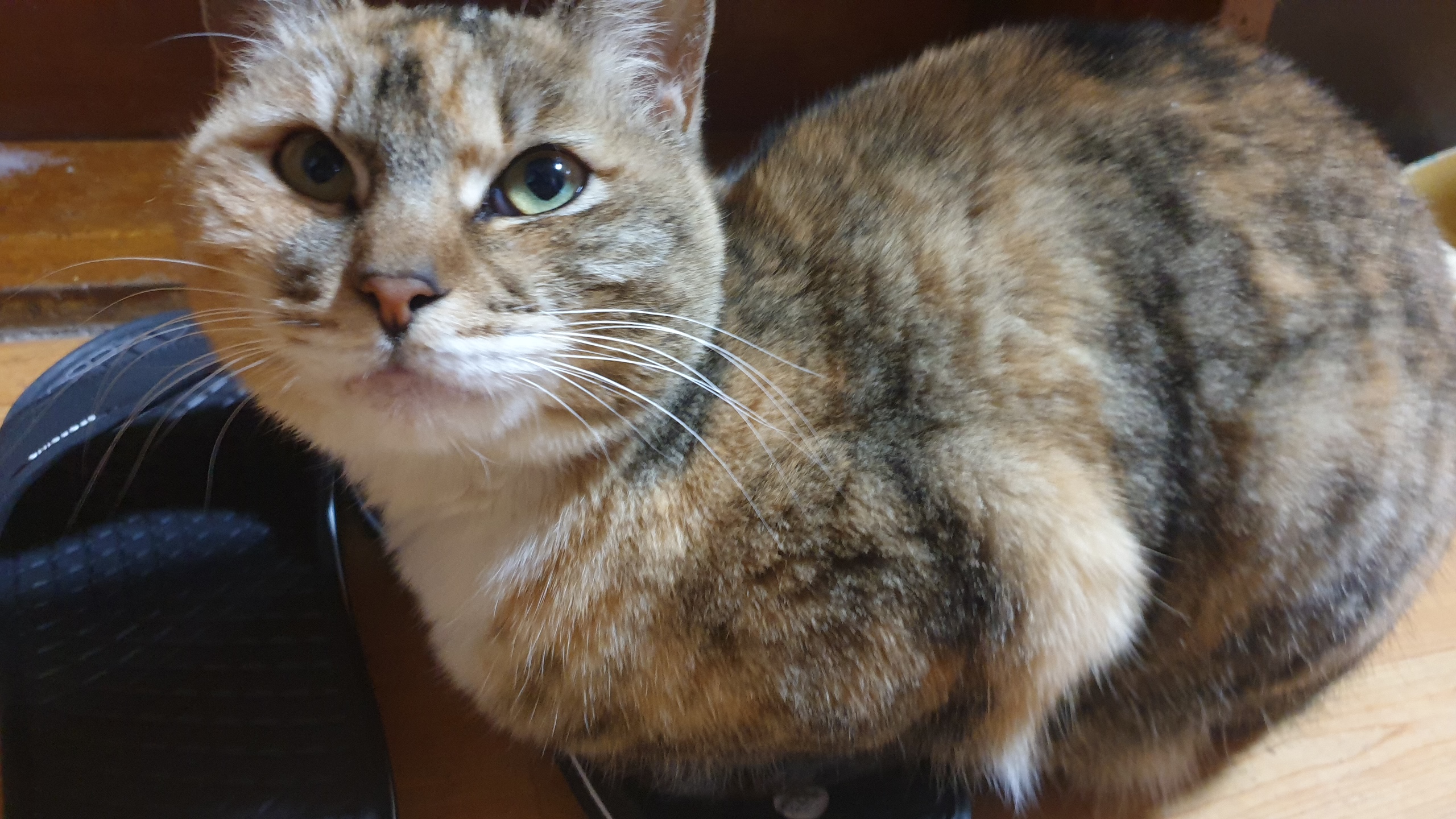 캔따는소리를 잠자는 고양이에게 들려줬을때 gif