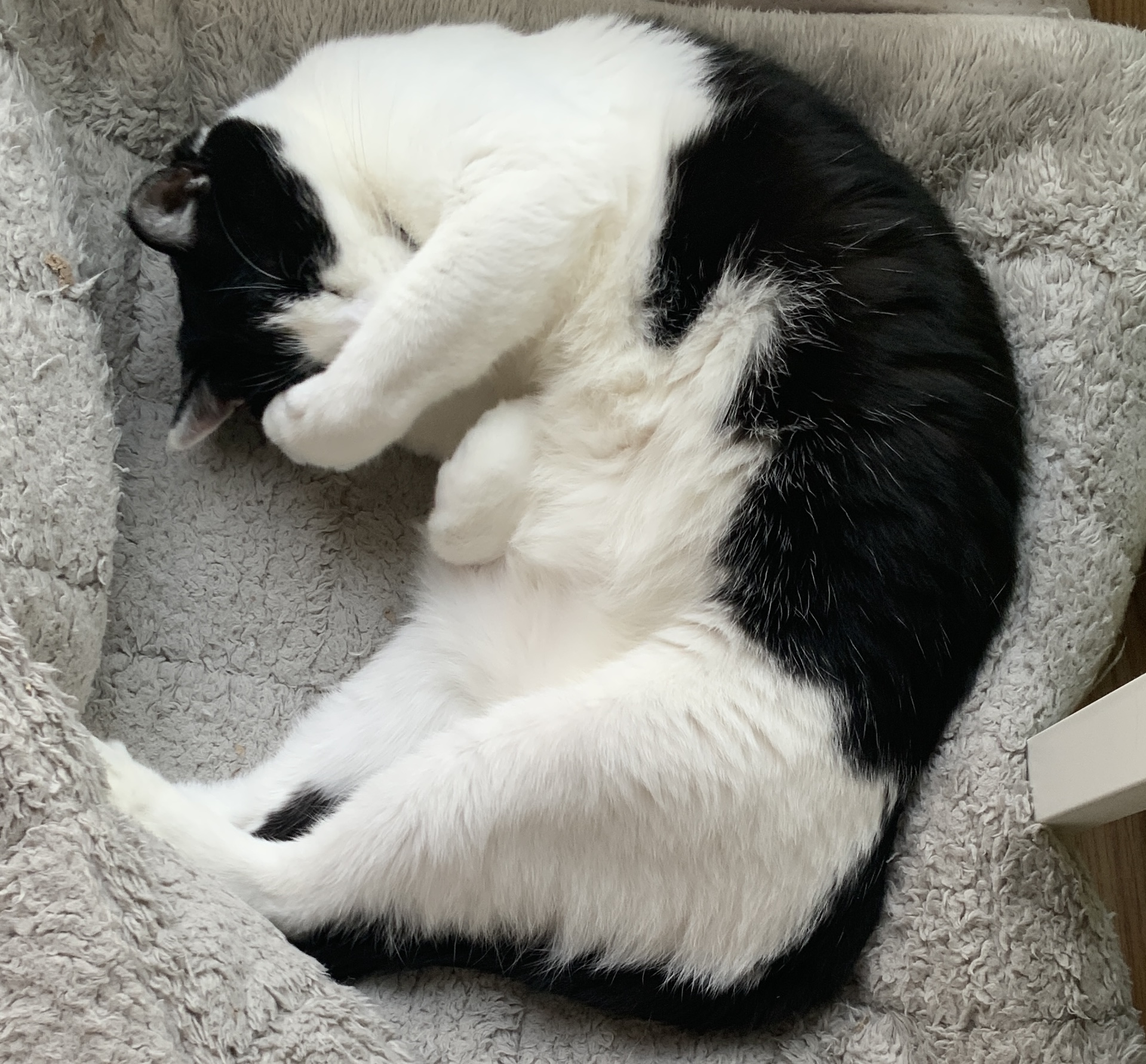 당근에 올라온 강아지 공짜