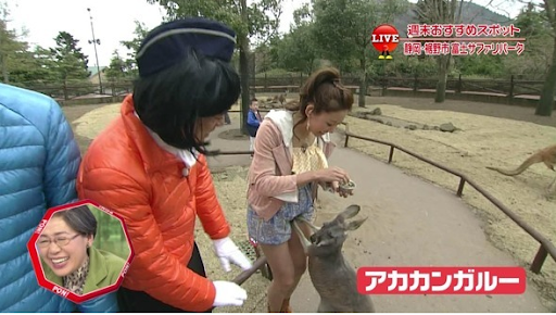 일본 예능 특징 | (백업)유머 게시판(2018-2020)