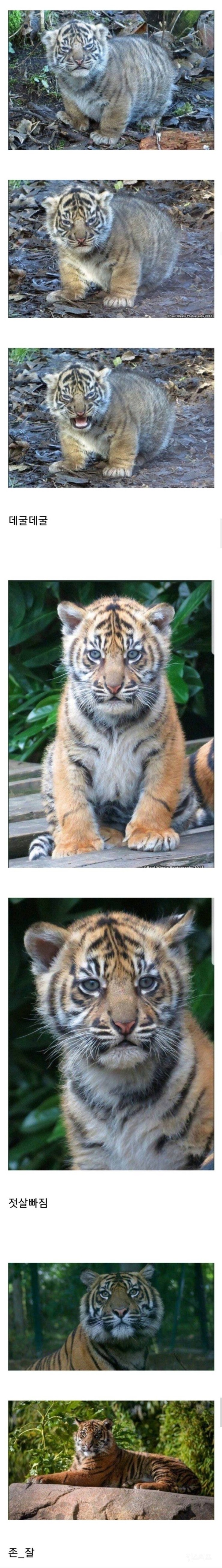 뚱뚱해서 유명했던 아기호랑이 근황.jpg | (백업)유머 게시판(2020-2021)