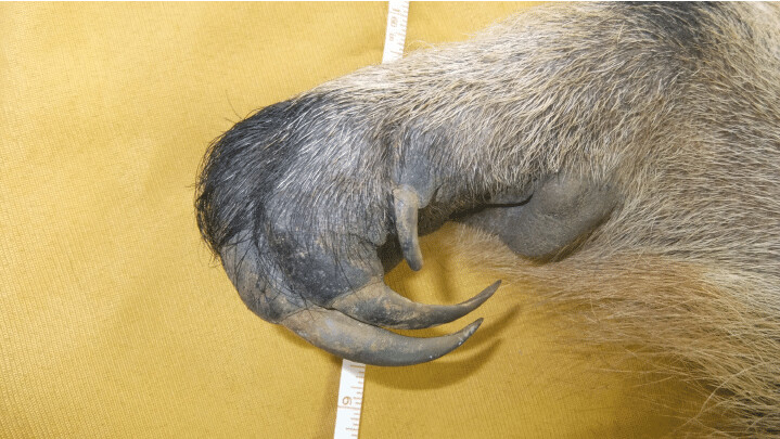 큰개미핥기가 사람을 쉽게 죽일 정도로 피지컬이 강한 이유 | 유머 게시판