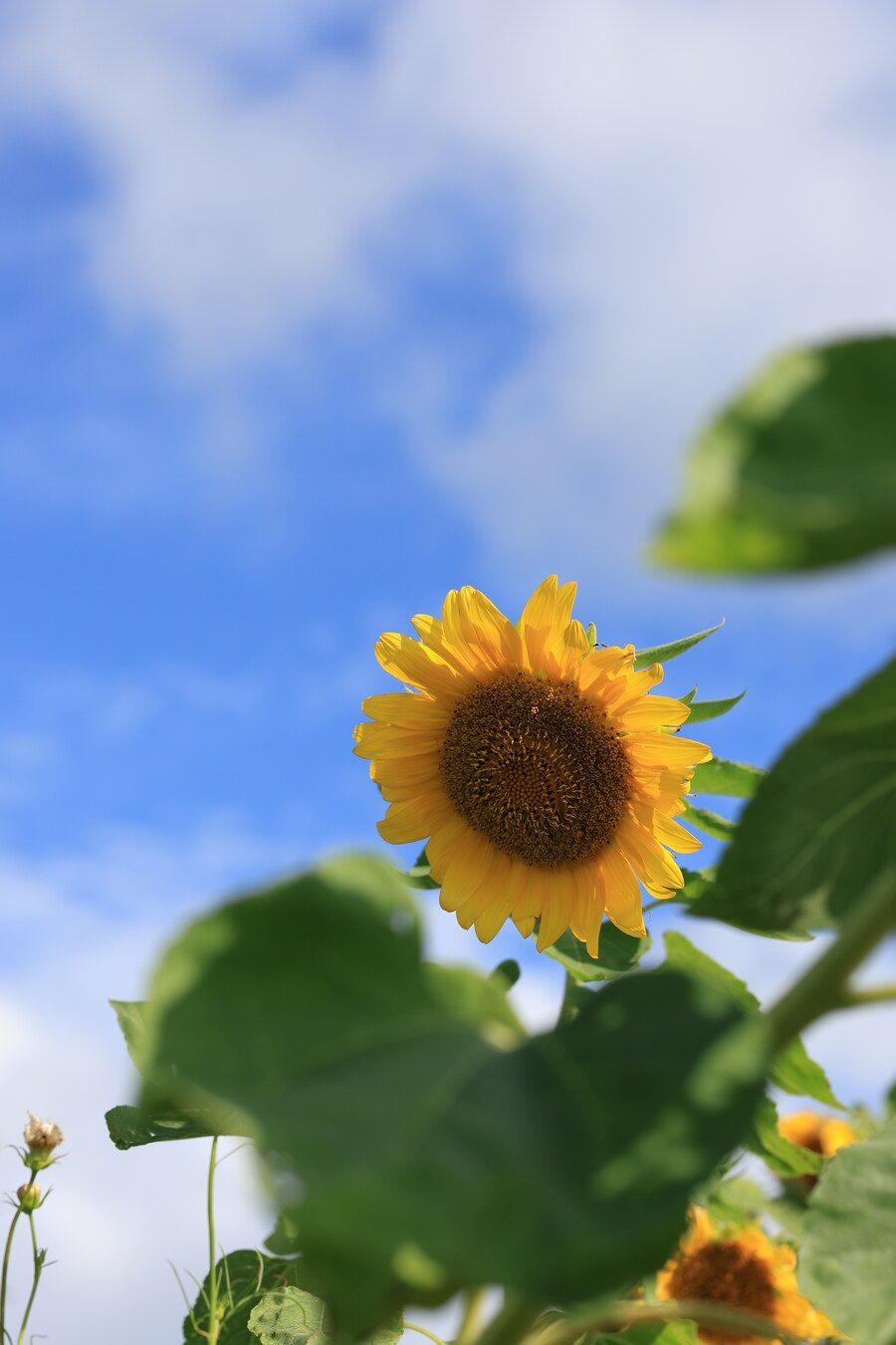 이지스함 마이피