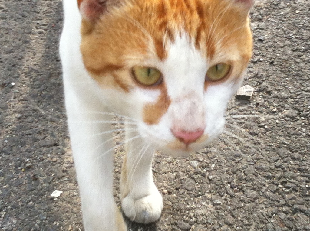남자의 고기굽는 법