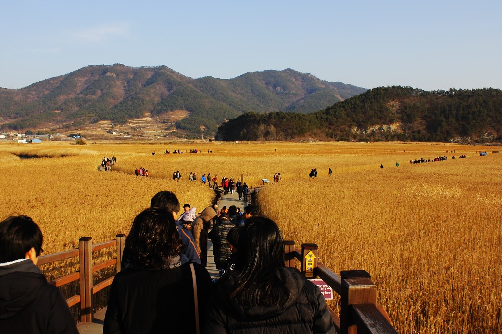 [550D] 금빛 물결 순천만 자연 생태공원 | 여행 행사 풍경 사진 갤러리