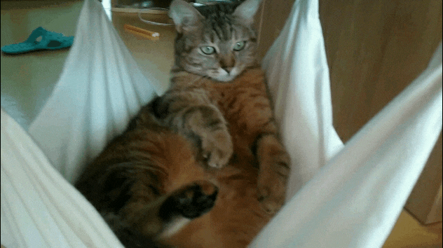 cat's trapeze를 만들어봤습니다. | 반려동물 갤러리 | RULIWEB