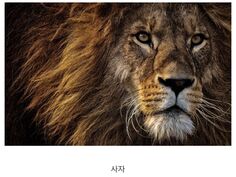 서울대 의대생조차 눈도 못마주치는 상위포식자.jpg | 유머 게시판