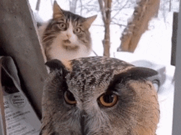 부엉이를 처음 본 고양이.gif | 유머 게시판