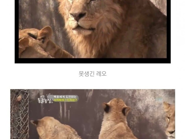 탈모 vs 풍성.jpg | 유머 게시판 | RULIWEB