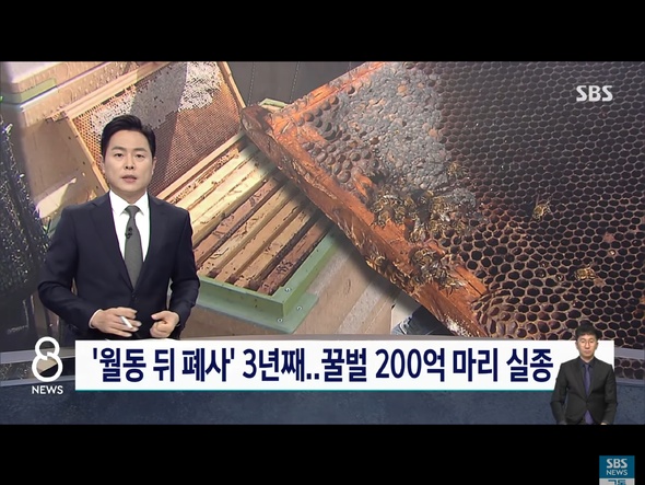 꿀벌 200억마리 실종 | 유머 게시판 | RULIWEB