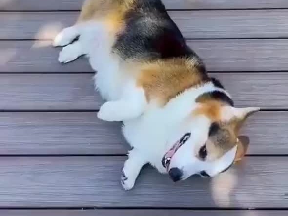 코기 빨래하기.gif | 유머 게시판 | RULIWEB