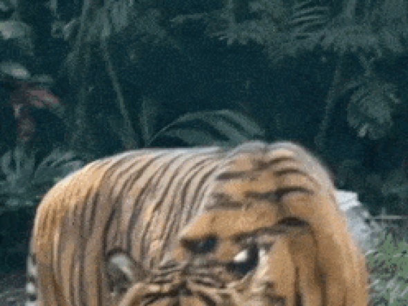 눈이 이쁜 K 고양이.gif | 유머 게시판 | RULIWEB