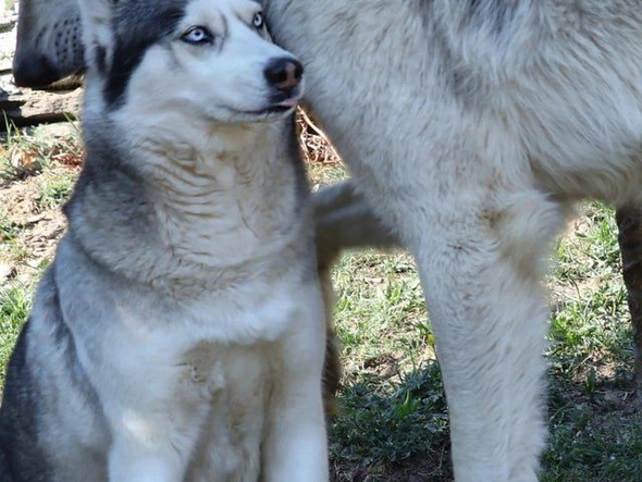 "잃은 자유에 가치는 있었나? 먹이는 그렇게나 맛있던가?" | 유머 게시판 | RULIWEB