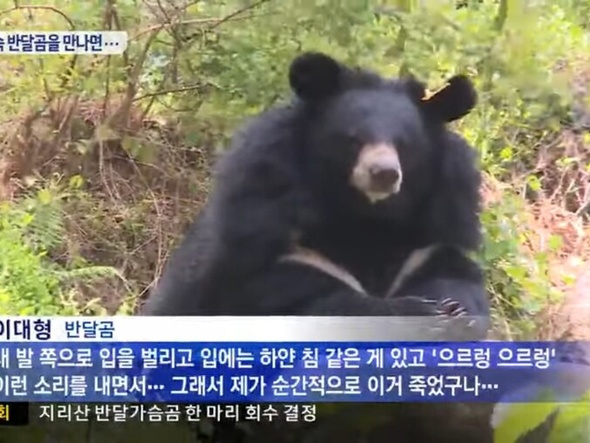 반달곰 인터뷰에 성공한 MBC | 유머 게시판 | RULIWEB