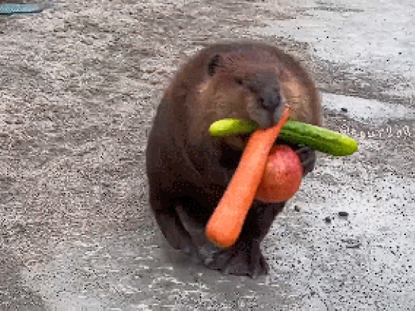 "봉투 200원인데 필요하세요?" "괜찮아요".gif | 유머 게시판 | RULIWEB