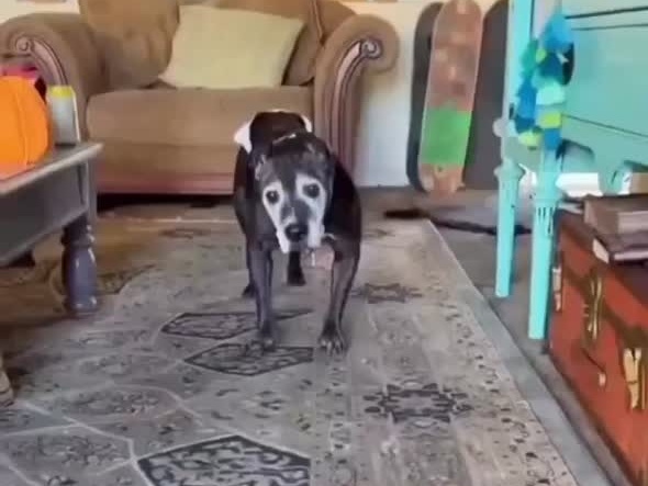 개 키우면서 기쁘면서도 가슴아플때.mp4 | 유머 게시판 | RULIWEB