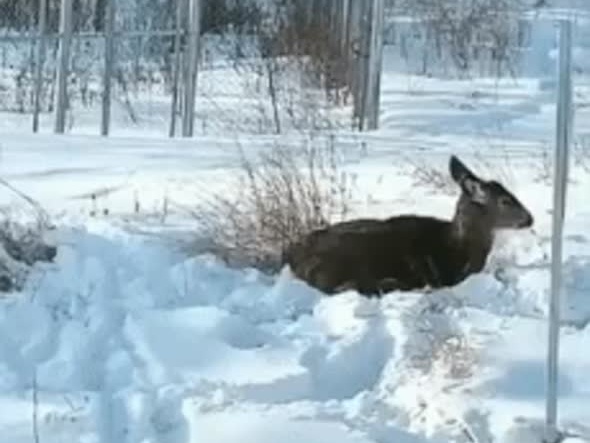 사슴한테 덤비는 스라소니의 최후.gif | 유머 게시판 | RULIWEB