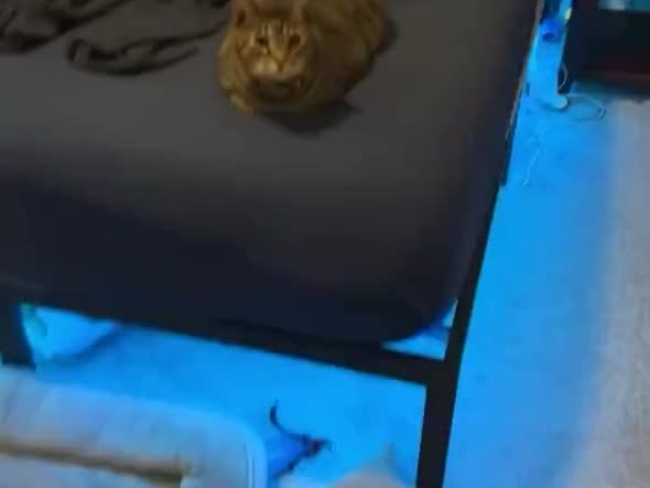 연기력 100점 고양이 | 유머 게시판 | RULIWEB