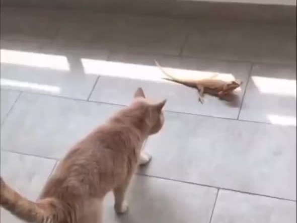 이구아나가 너무 좋은 고양이.mp4 | 유머 게시판 | RULIWEB