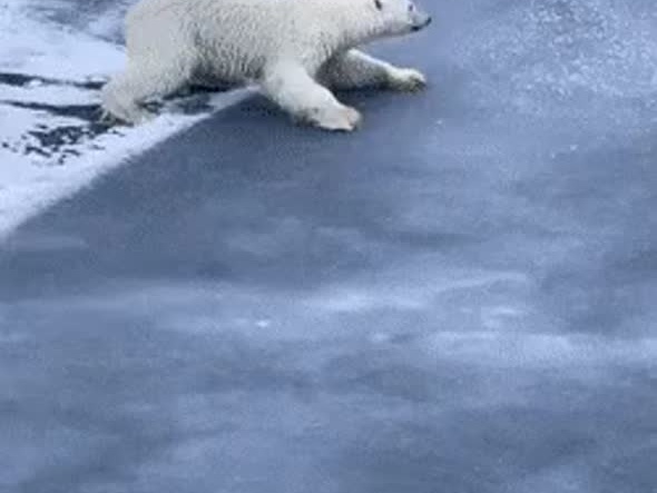 42번 훈련곰 전진 포복 실시! | 유머 게시판 | RULIWEB