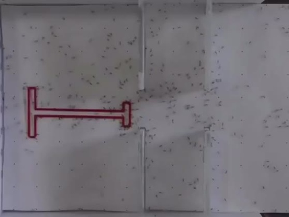 개미들의 문제 해결능력.mp4 | 유머 게시판 | RULIWEB