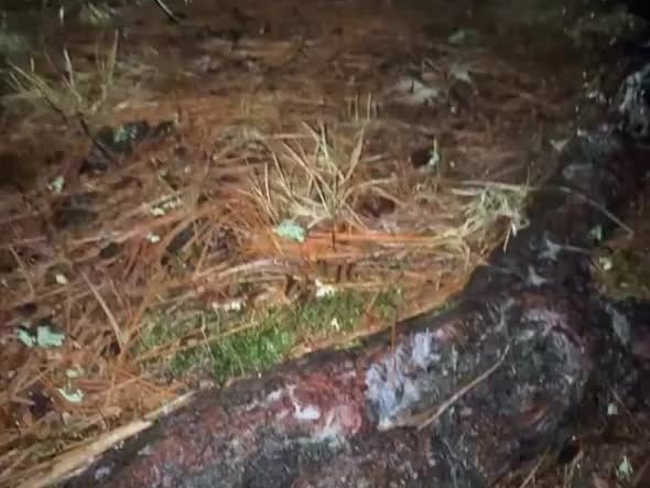 2025년이 신난 주인과 그저 그런 댕댕이 유머 게시판 RULIWEB